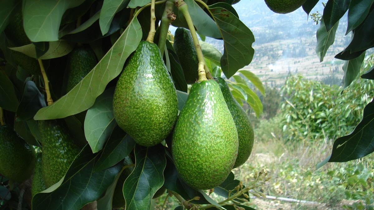 Palta – AGROKION